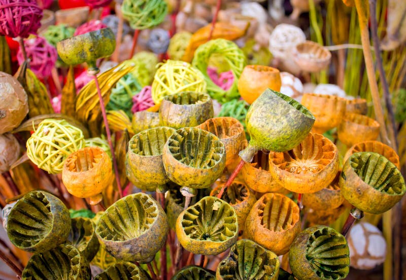Dried pods of the poppy stock image. Image of green, plant - 22567093