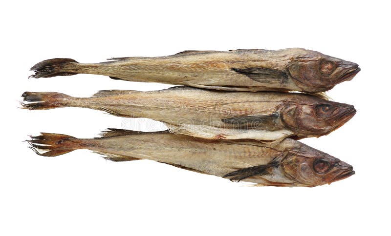 Dried Pollack stock image. Image of dicentrarchus, fish - 145211287