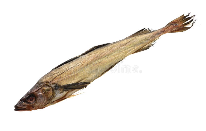 Dried Pollack stock image. Image of people, state, dried - 111684327