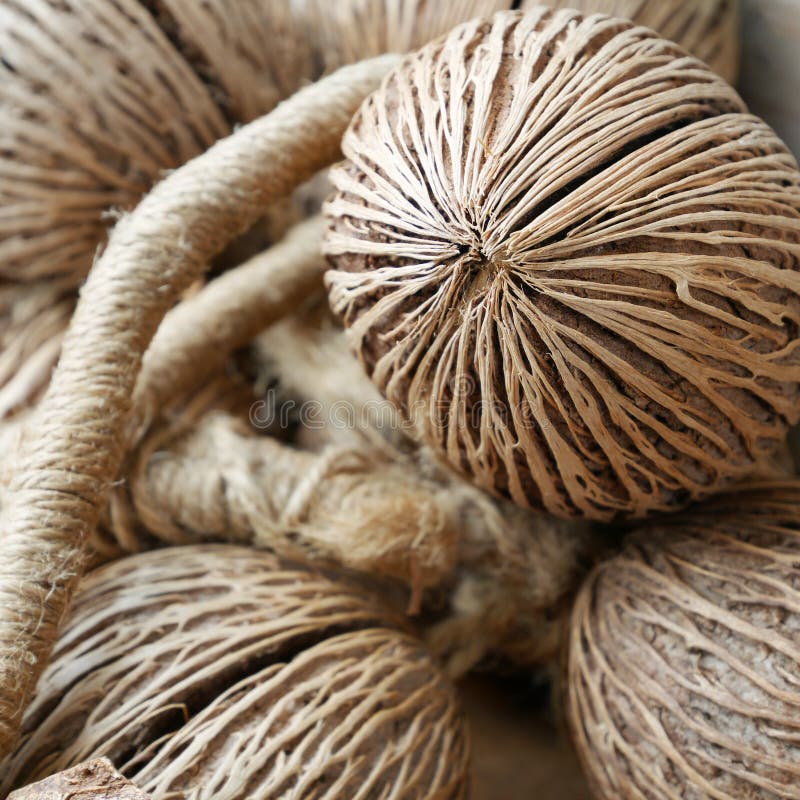 Othalanga - Suicide Tree Seed Stock Photo - Image of arali, seeds: 41431144