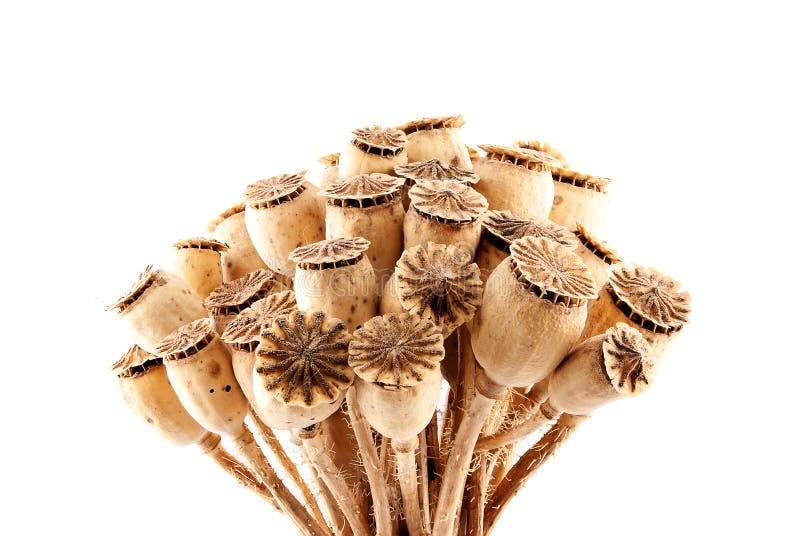 Poppy pods stock photo. Image of green, growing, nature - 158322