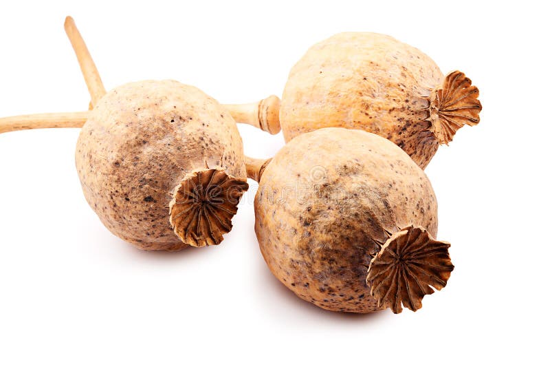 Opium poppy stock photo. Image of background, food, papaver - 10396750