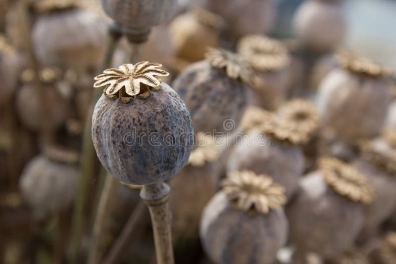 Dried Opium Poppy Seed Capsules Stock Photo - Image of white, narcotic ...