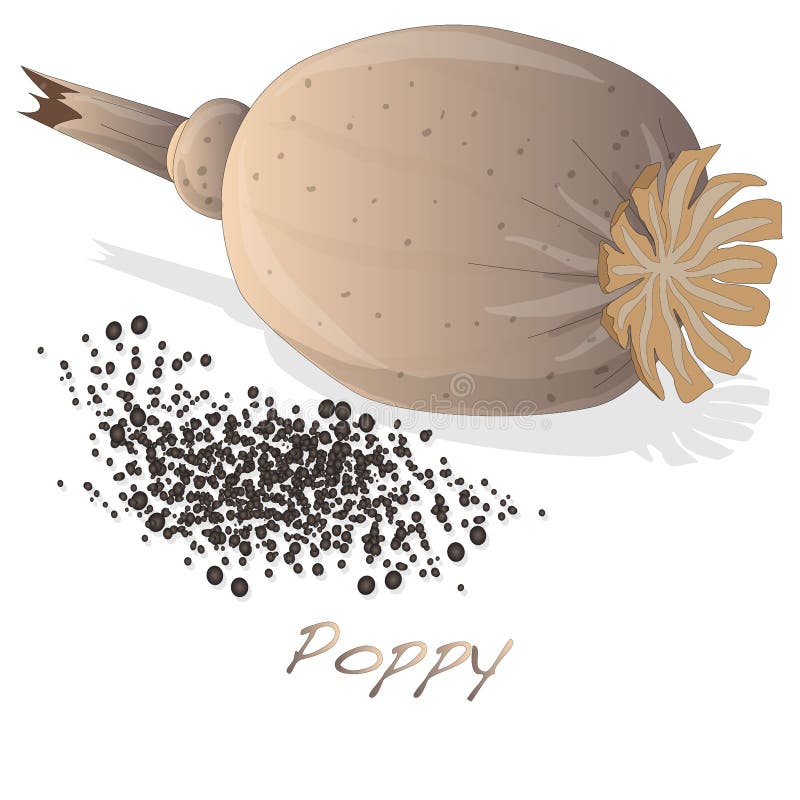 Dried poppy head vector stock vector. Illustration of dried - 84840604