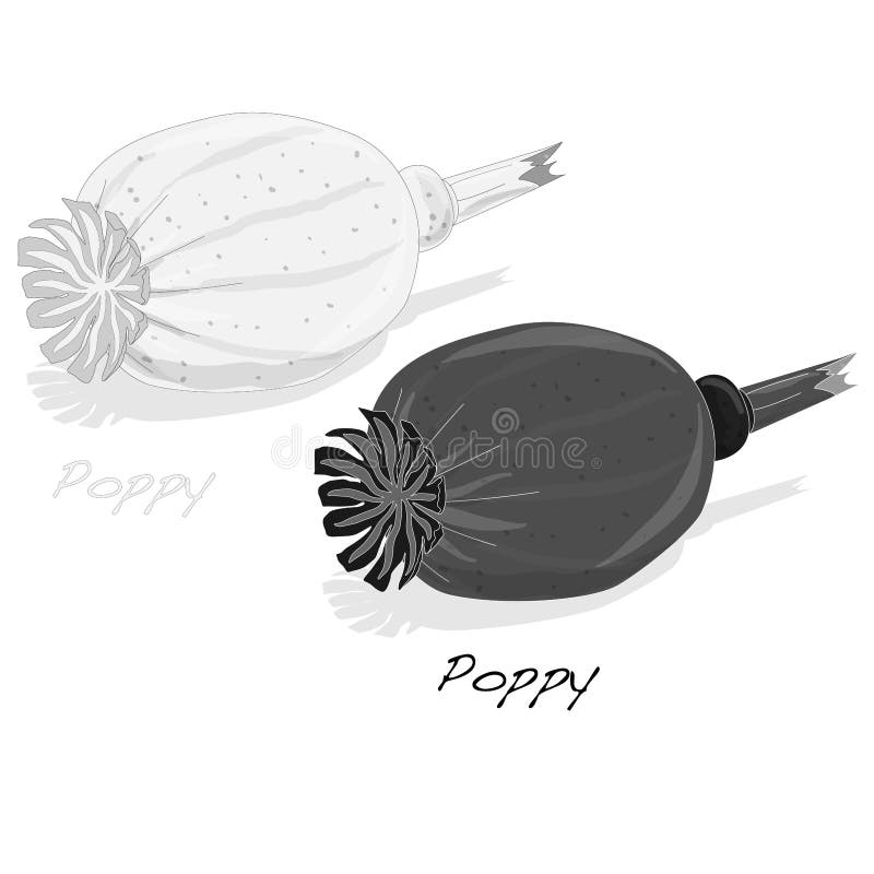 Poppy Head Seeds Stock Illustrations – 132 Poppy Head Seeds Stock ...