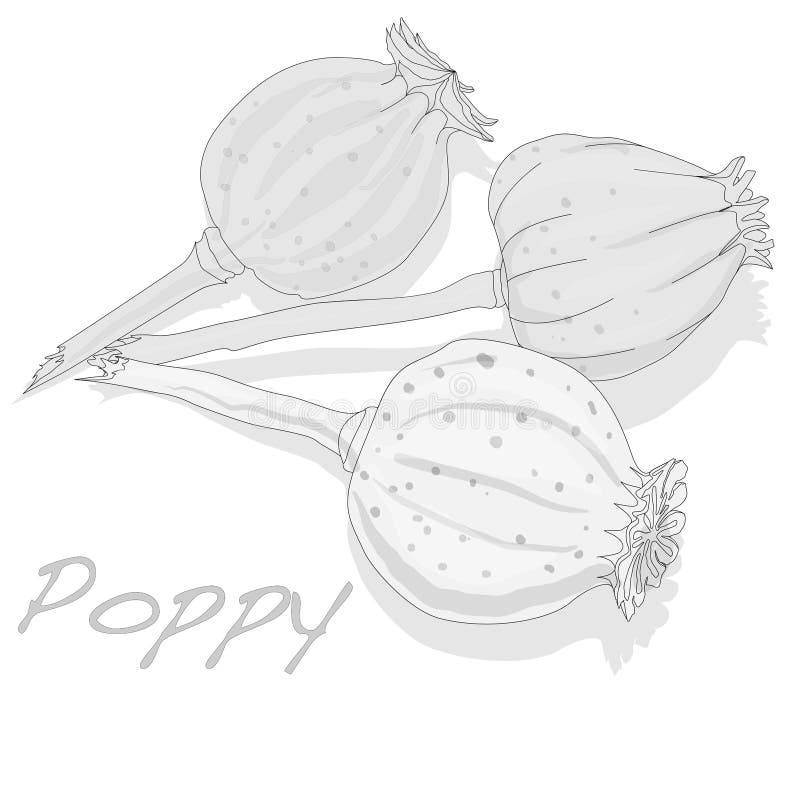 Poppy Head Seeds Stock Illustrations – 132 Poppy Head Seeds Stock ...