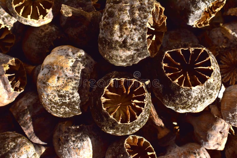 Dried Poppy Heads Cut in Half. Interesting Background and Natural ...