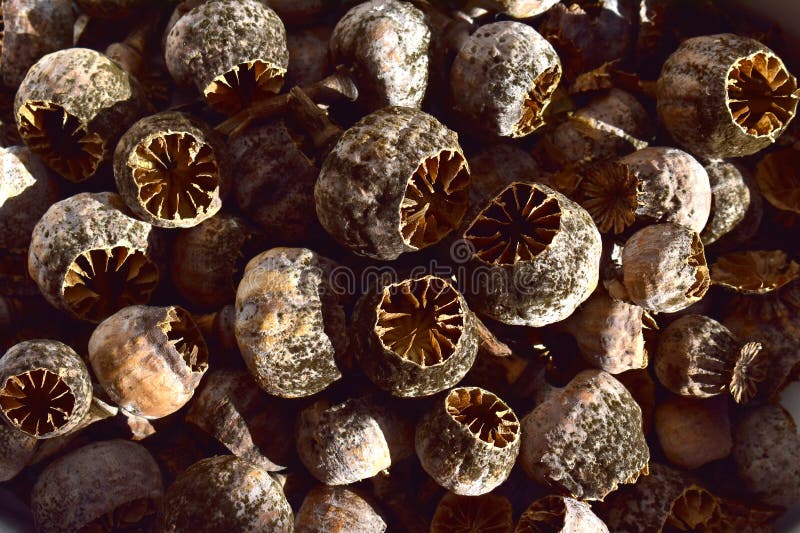 Dried Poppy Heads Cut in Half. Interesting Background and Natural ...