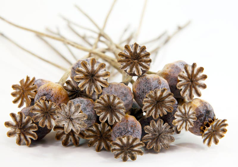 Poppy pods stock photo. Image of green, growing, nature - 158322