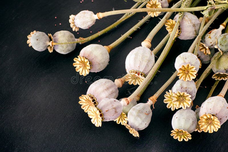 Dried Poppy Seed Pods on Black Background Stock Image - Image of ...