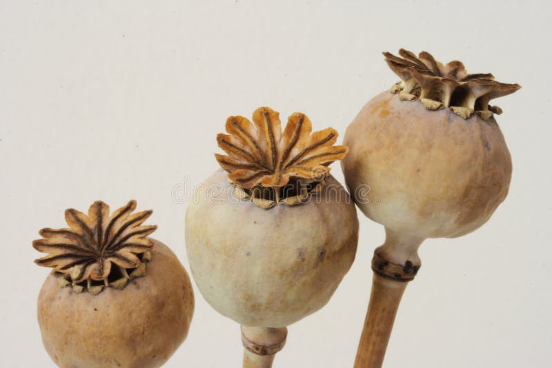 Dried poppy seeds pods stock image. Image of white, flower - 6245675