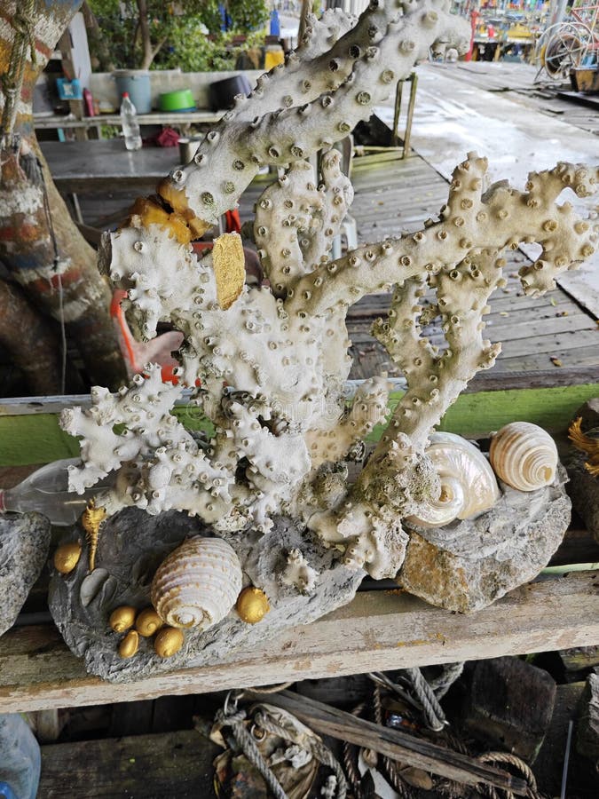 Dried Preserve Sea Shell and Coral Plants. Stock Image - Image of algae ...