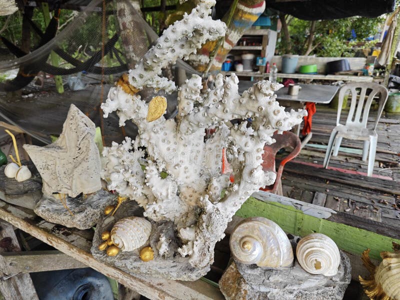 Dried Preserve Sea Shell and Coral Plants. Stock Image - Image of ocean ...