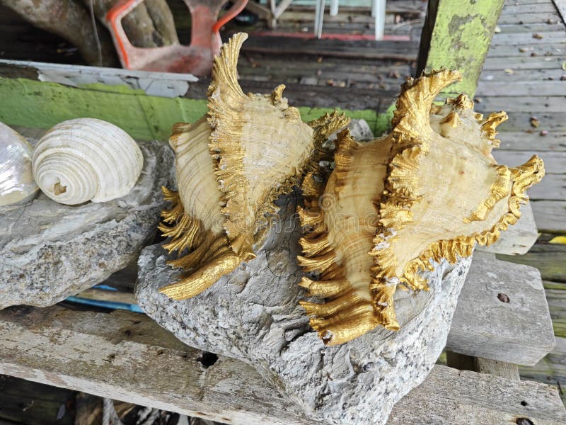 Dried Preserve Sea Shell and Coral Plants. Stock Photo - Image of ...