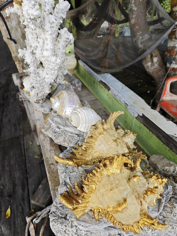 Dried Preserve Sea Shell and Coral Plants. Stock Image - Image of ...