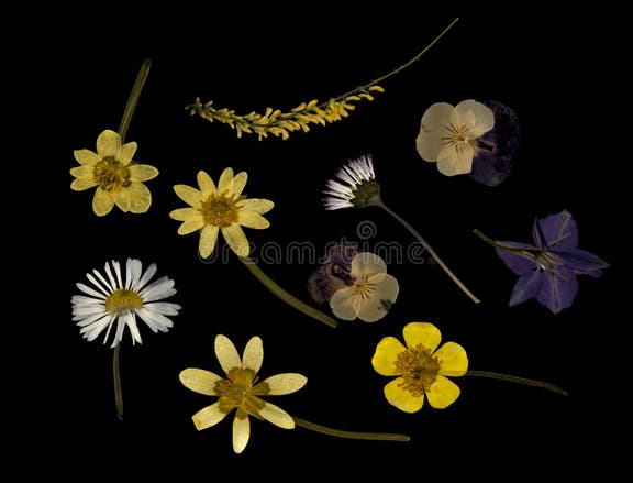 Dried and Pressed Flower Isolated Stock Image - Image of herb, flora ...