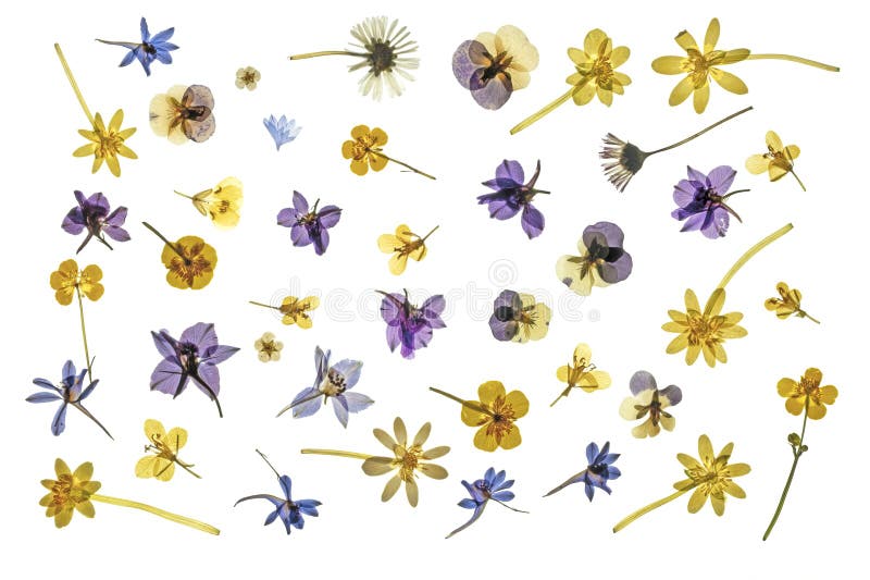 Pressed Flower Set Stock Illustrations – 511 Pressed Flower Set Stock ...