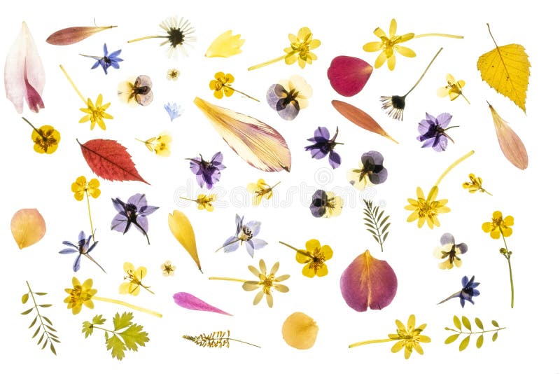 Pressed Flower Stock Illustrations – 1,460 Pressed Flower Stock ...