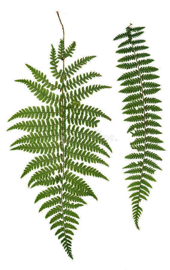Home & Living Outdoor & Gardening Plants Dried Pressed Fern Small ...