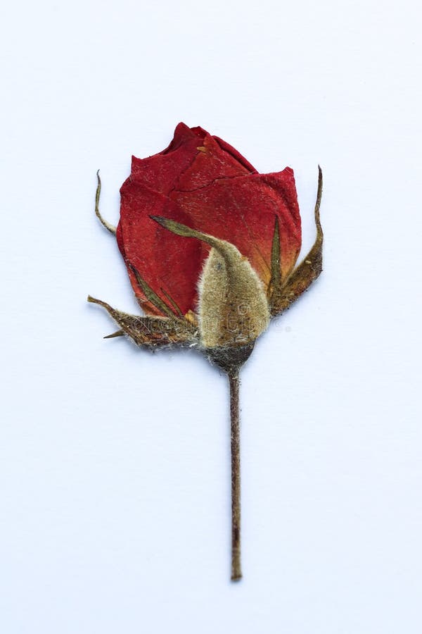 Dried Pressed Red Rose on a White Background Stock Photo - Image of ...
