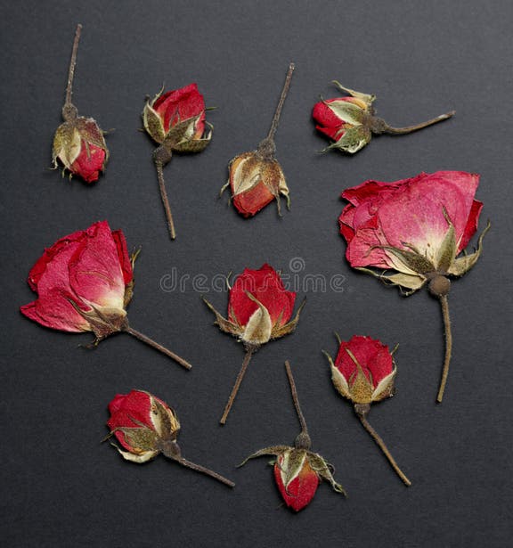 Dried Pressed Roses on Solid Black Background Stock Image - Image of ...