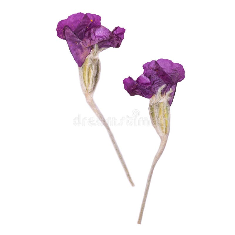 Dried and Pressed the Spring Flowers Isolated on White Background ...