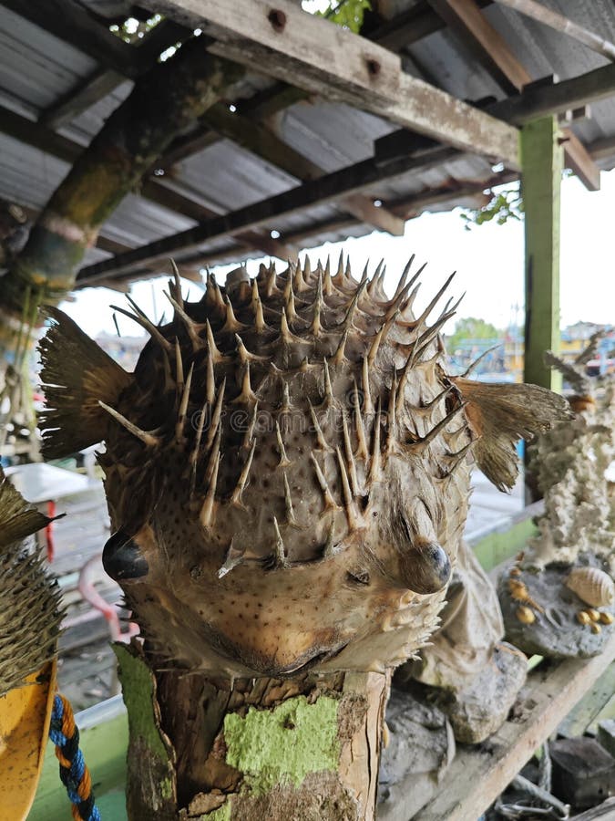 Dried Puffer fish stock photo. Image of rock, south, port - 45197892