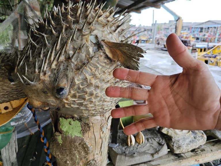 Dried Puffer Fish with Spikes. Stock Photo - Image of liturosus ... Dried Puffer Fish with Spikes. Stock Photo - Image of liturosus ...
