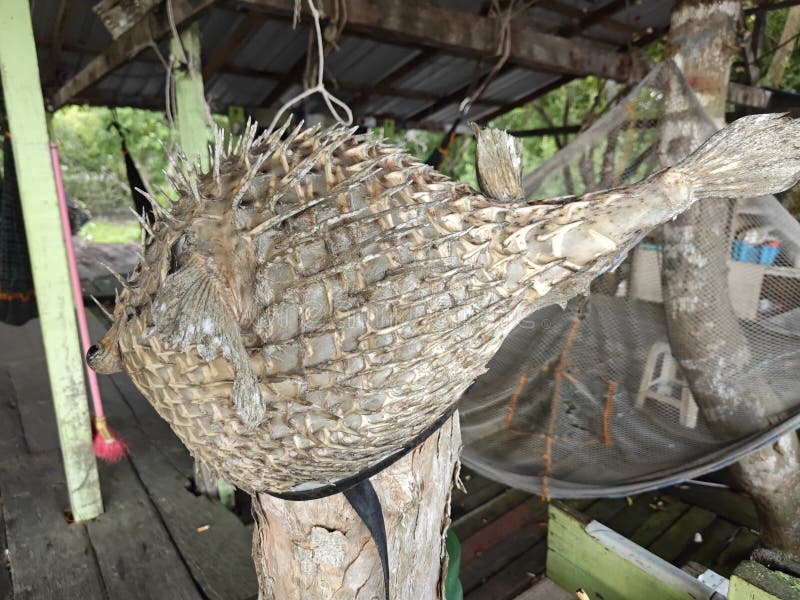 Dried Puffer fish stock photo. Image of rock, south, port - 45197892
