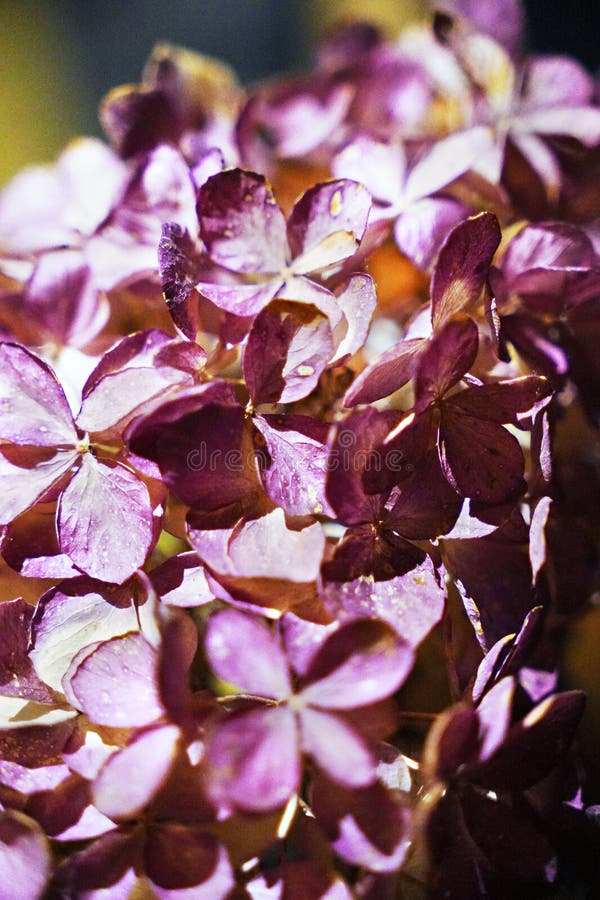 Dried Purple Hydrangea Close-Up Stock Image - Image of leaf, nature ...