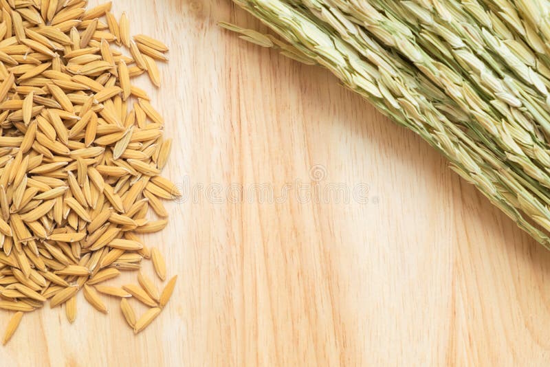 Dried raw paddy rice grain stock image. Image of ingredient - 71000857