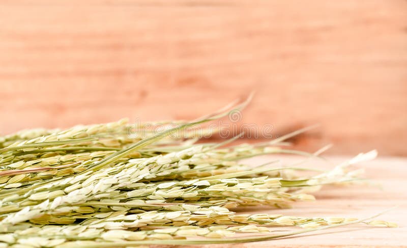 The Dried Raw Rice or Ears of Rice on Wooden Table Background. S Stock ...