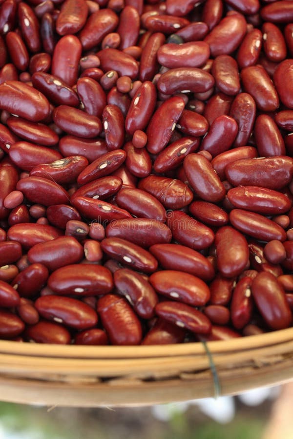 Dried red beans stock photo. Image of seed, healthy, organic - 36239452