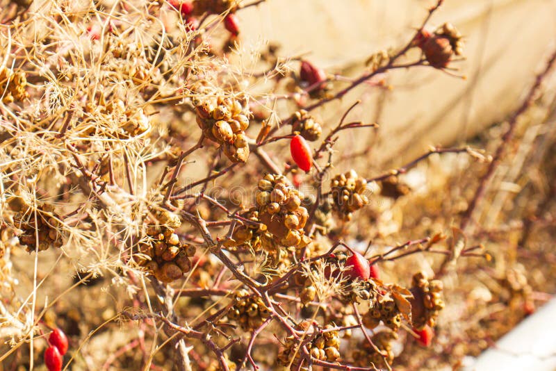 Dried Red Berries on the Tree Stock Image - Image of flora, garden ...