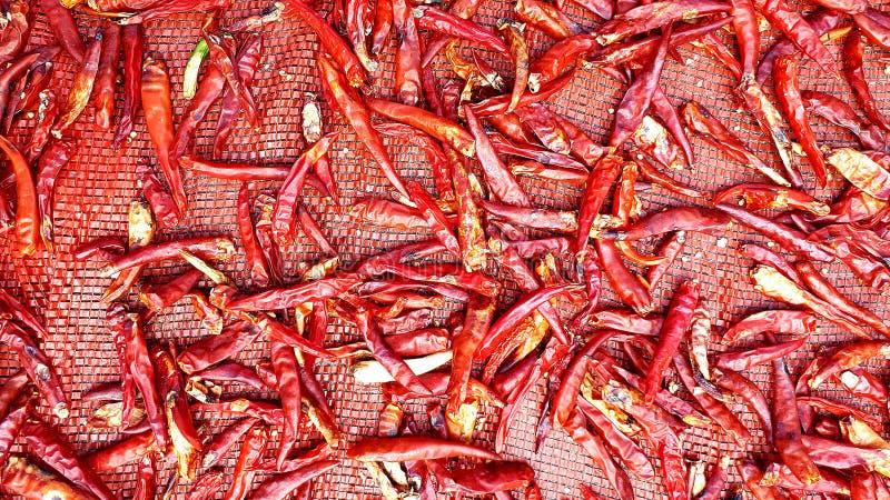 Dried Red Chili, Food Preservation from Solar Drying Chamber. Stock ...
