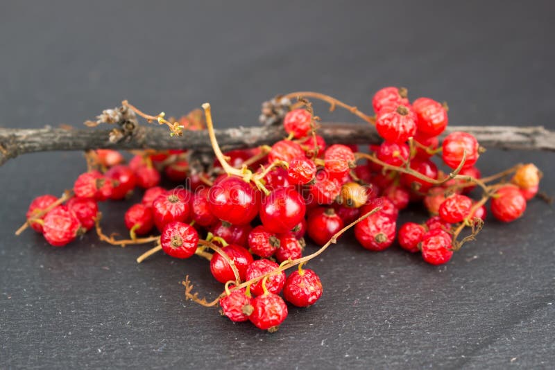 Dried red currant stock photo. Image of table, diet, nature - 87764602
