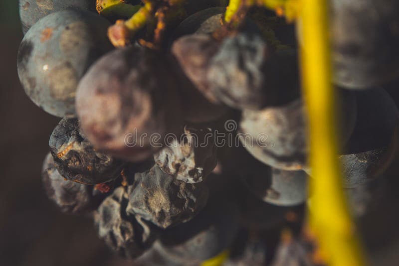 Dried Red Grapes on a Branch Stock Image - Image of fall, late: 198445209