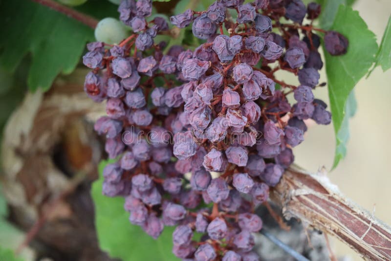 Dried red Wine grapes stock image. Image of total, harvest - 255100495