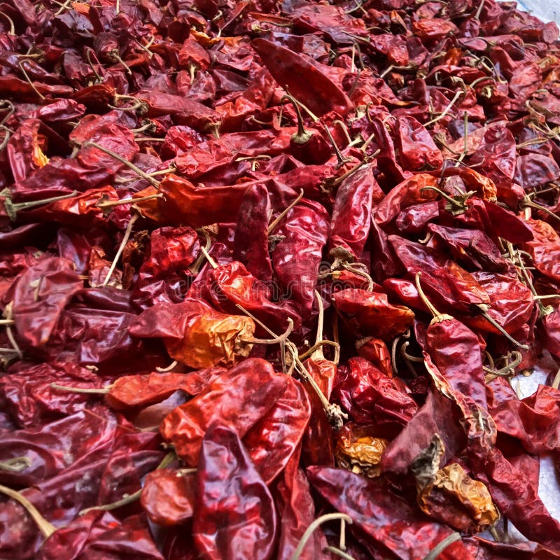 Dried Red Hot Chili Peppers Isolated on White Stock Image - Image of ...