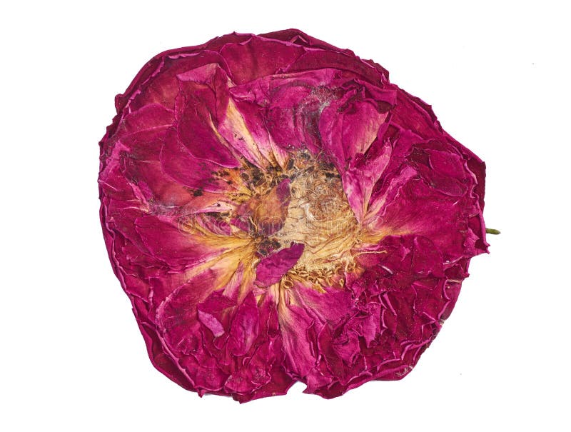 Dried red rose close up stock image. Image of pattern - 77735019