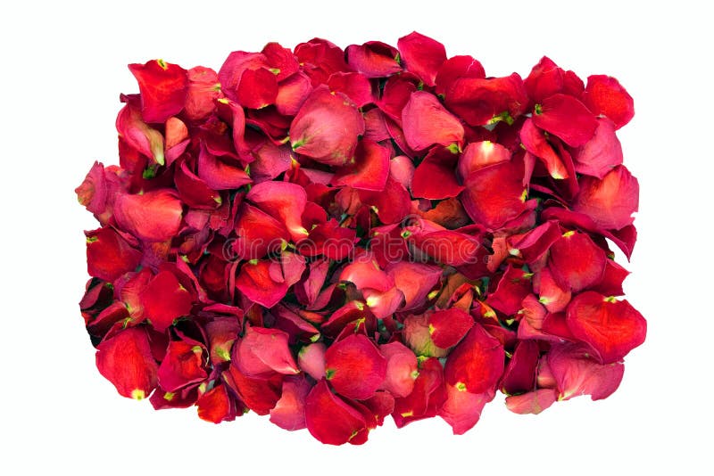 Dried red rose petals stock image. Image of texture, natural - 36921571