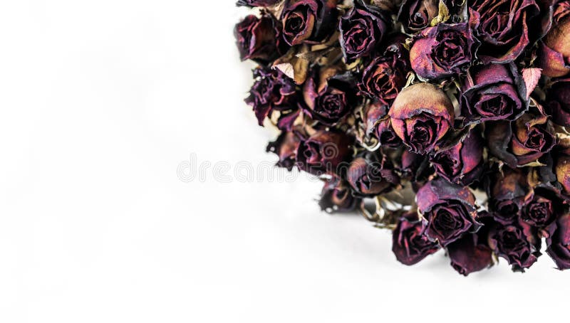 Dried Red Rose on White for Background Stock Image - Image of decay ...