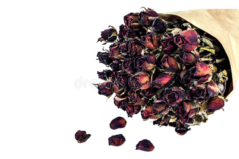 Dried Red Rose on White for Background Stock Image - Image of leaf ...