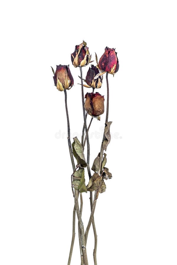 Rose, Dried Red Rose on White Background Stock Image - Image of leaf ...