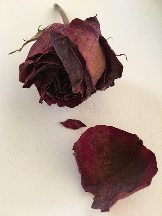 Dried Red Rose on a White Windowsill Stock Image - Image of petal ...