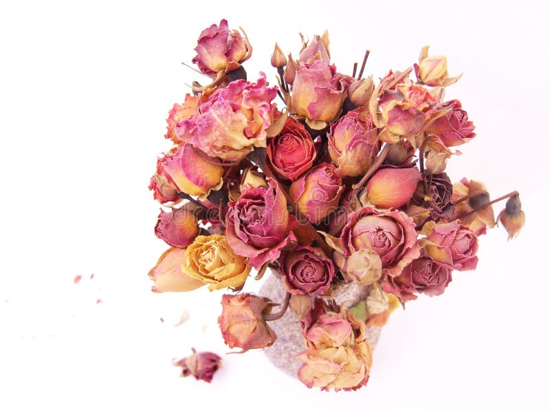 Dried Red Roses stock photo. Image of dried, decorative - 9088986