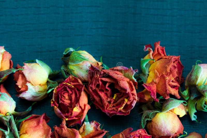 Dried red roses. stock photo. Image of element, bouquet - 120732590