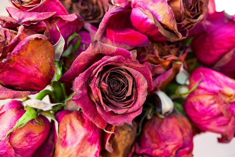 Dried red roses stock image. Image of fragrance, fragile - 46624095
