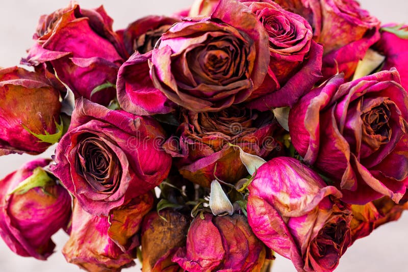 Dried red roses stock image. Image of frame, leaf, beautiful - 46624185
