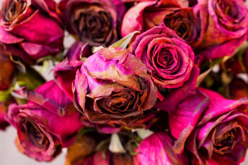 Dried red roses stock image. Image of color, head, pattern - 46624227